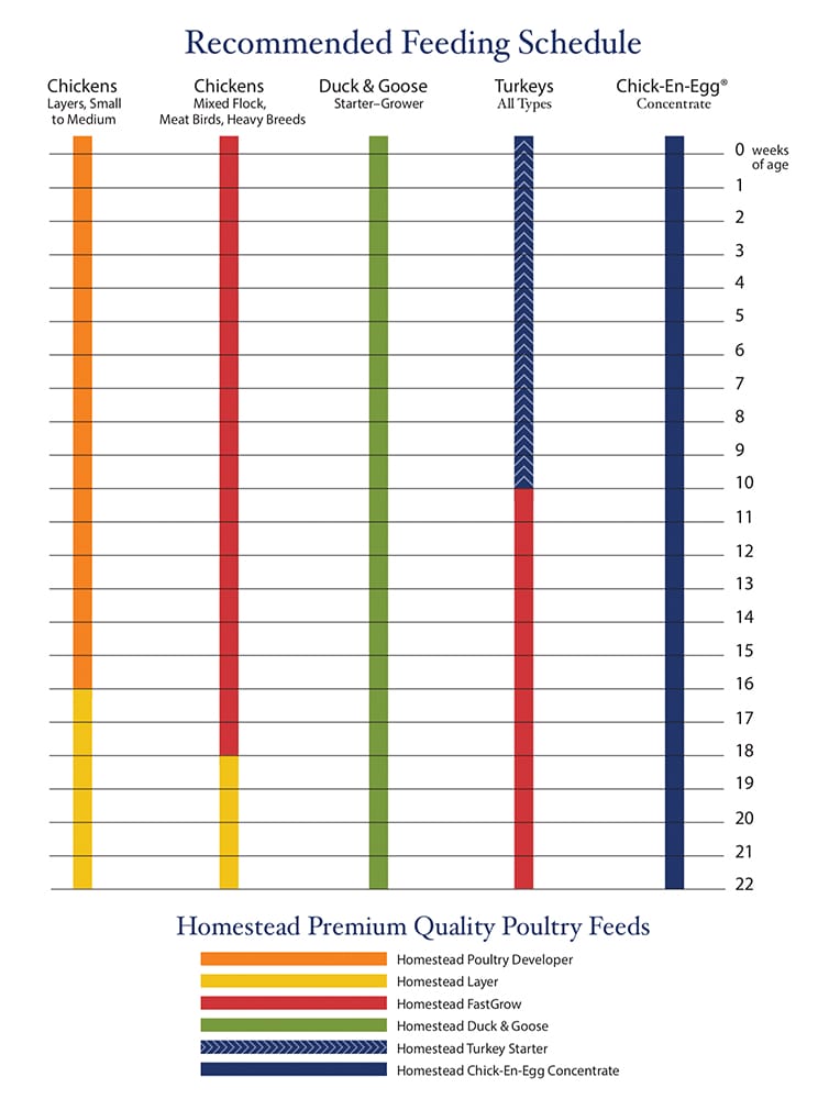 homestead-poultry-feeding-schedule-medium - Hueber Feed